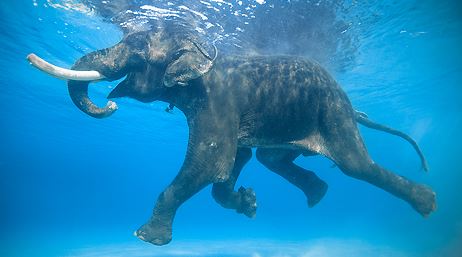 It's an absolute delight Watching An Elephant Swimming In The Andaman ...