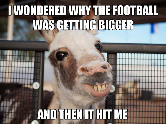 15 Animals Telling Silly Puns | Reckon Talk