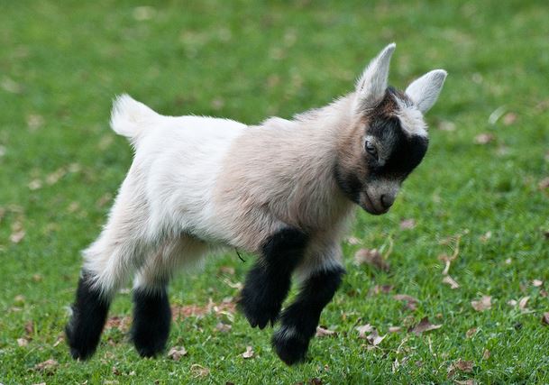 This baby goat is going places. | Reckon Talk
