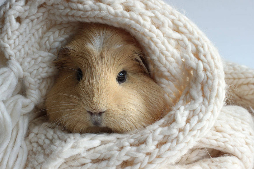 14 Pictures of The Cutest Guinea Pigs in this World "Booboo" | Reckon Talk