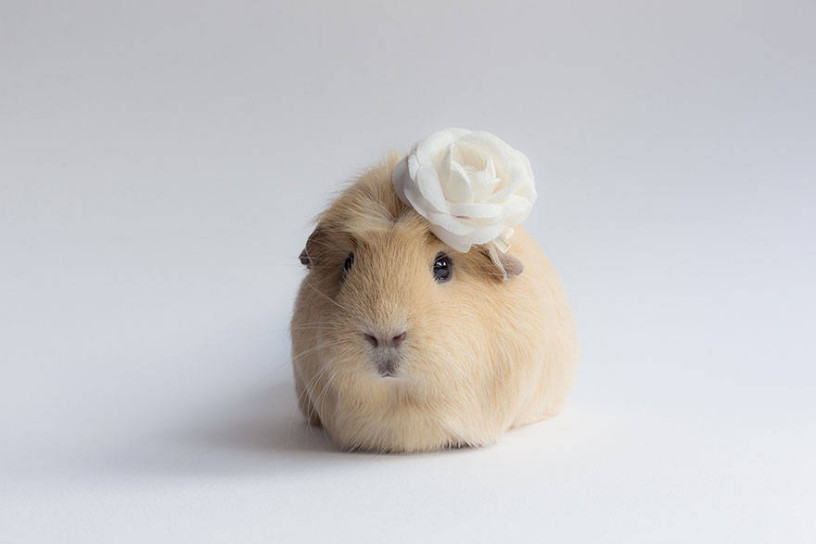 14 Pictures of The Cutest Guinea Pigs in this World "Booboo" | Reckon Talk