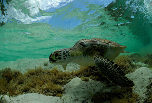 20 Incredible Pictures Of Sea Turtles !! | Reckon Talk