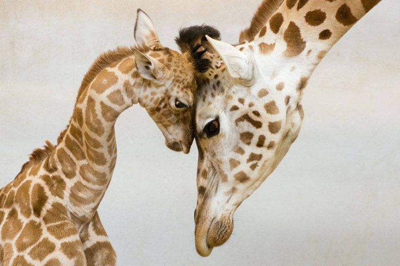 23 Photos Of Animals And Their Parents That Will Melt Your Heart. The ...