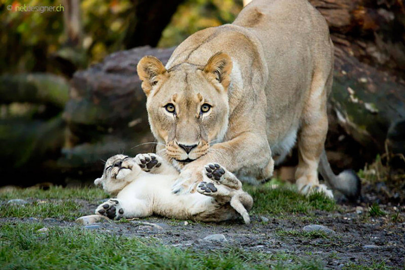 23 Photos Of Animals And Their Parents That Will Melt Your Heart. The ...