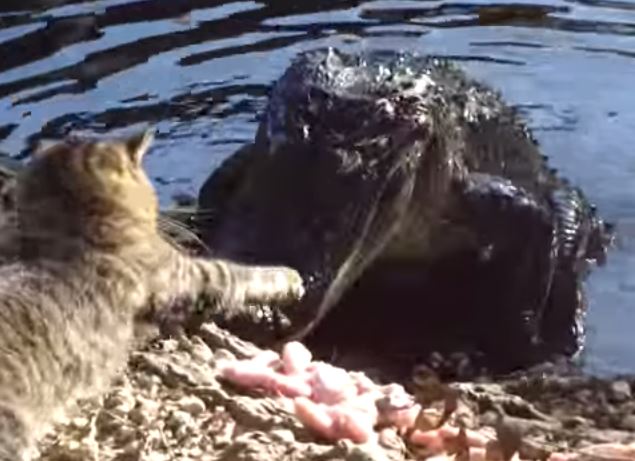 A Cat And An Alligator Face Off. What Happens Next? AWESOME. | Reckon Talk
