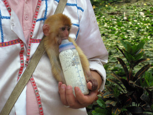 18 Most Innocent and Cute Baby Monkeys #12 Steal My Heart | Reckon Talk