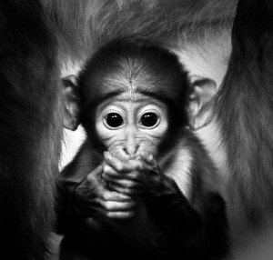 18 Most Innocent and Cute Baby Monkeys #12 Steal My Heart | Reckon Talk