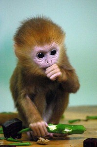 18 Most Innocent and Cute Baby Monkeys #12 Steal My Heart | Reckon Talk