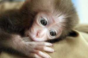 18 Most Innocent and Cute Baby Monkeys #12 Steal My Heart | Reckon Talk