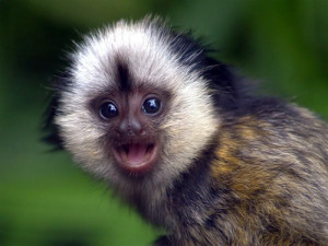 18 Most Innocent and Cute Baby Monkeys #12 Steal My Heart | Reckon Talk