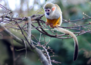 18 Most Innocent and Cute Baby Monkeys #12 Steal My Heart | Reckon Talk