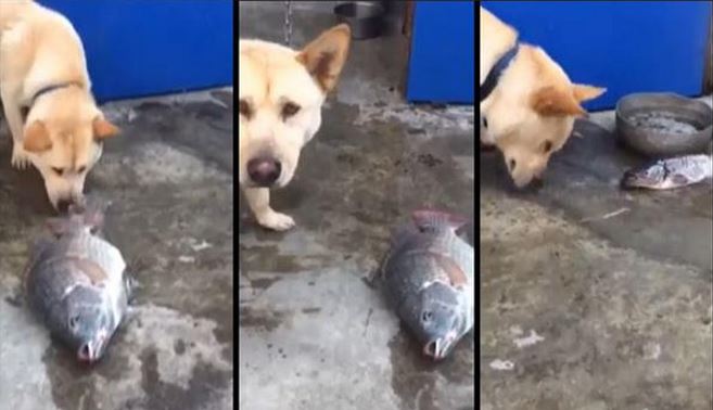 A Dog Trying To Save Fish Out of The Water | Very Touching Video ...