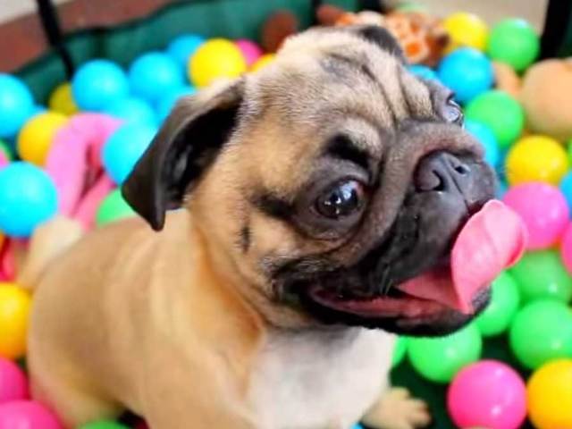 Pug goes crazy in his first ball pit ! | Reckon Talk