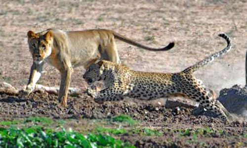 leopard-and-lion-together | Reckon Talk