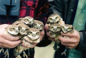 18 photos that owls can be proud of | Reckon Talk