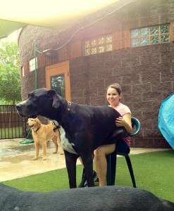 20 Photos Of Big, Giant, Massive but Cute Dogs for Animal Lovers ...