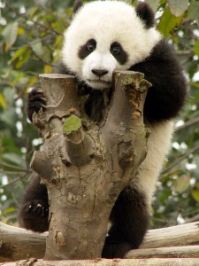 15 Amazing, Sweet Pictures Of Cute Baby Giant Panda Bear | Reckon Talk