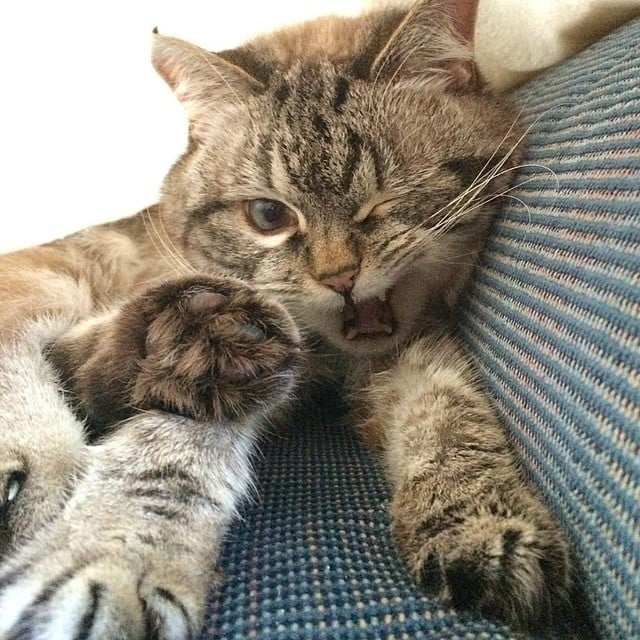 Meet The Real Vampire Cat ‘Loki’ | The Most Evil Look Ever | Reckon Talk