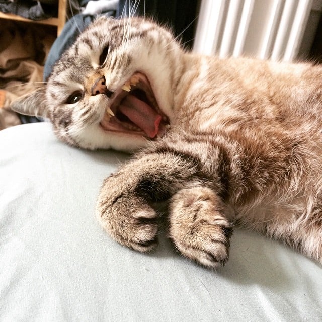 Meet The Real Vampire Cat ‘Loki’ | The Most Evil Look Ever | Reckon Talk