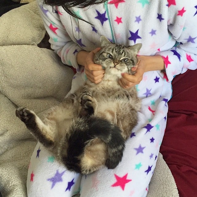 Meet The Real Vampire Cat ‘Loki’ | The Most Evil Look Ever | Reckon Talk