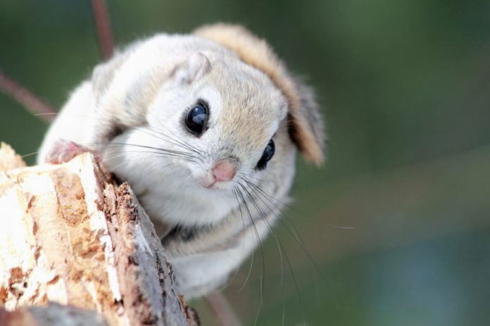 15 Facts & Photos | Adorable Japanese - Siberian Flying Squirrels ...