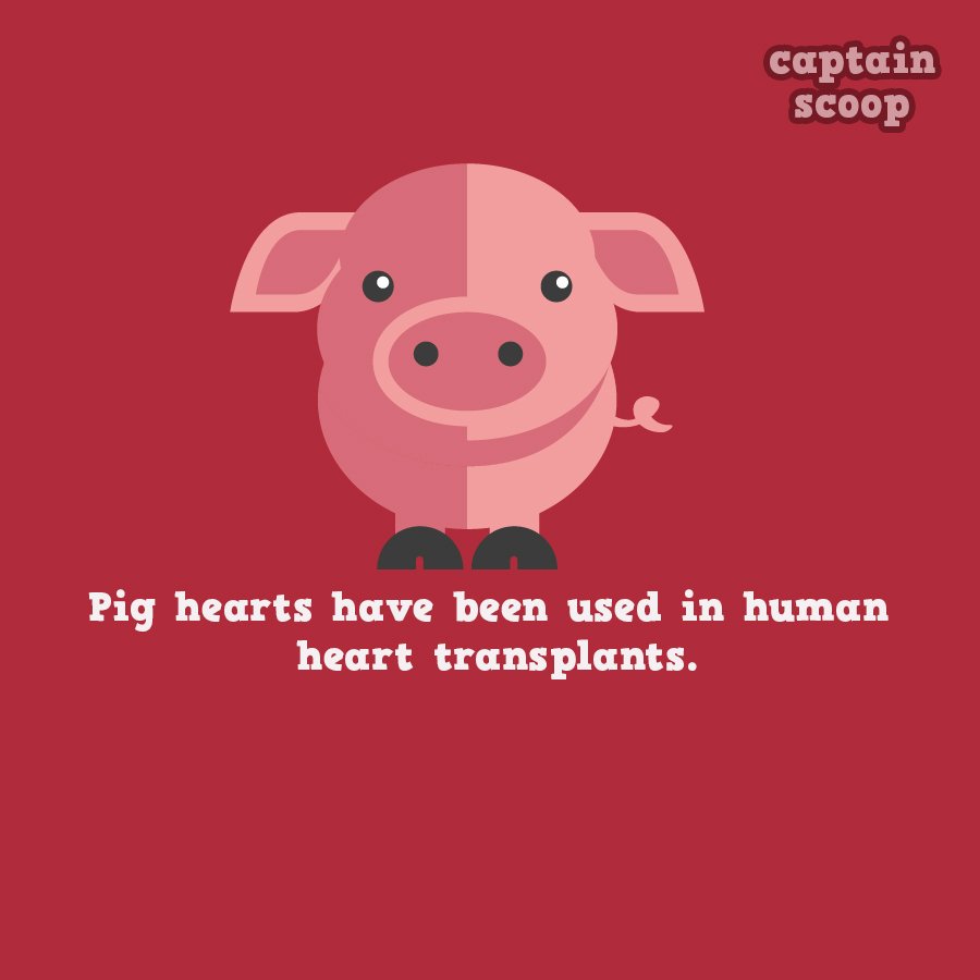 15 Amazing Facts You Never Know About Animals Reckon Talk 15 Amazing Facts You Never Know About Animals Reckon Talk