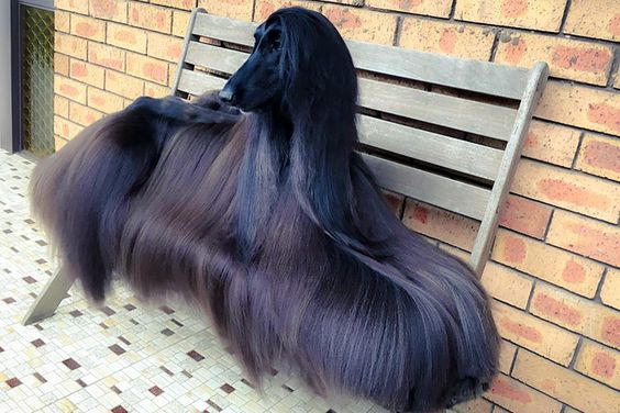 30 Dogs that have better hair than you | Cute Hairstyle | Reckon Talk