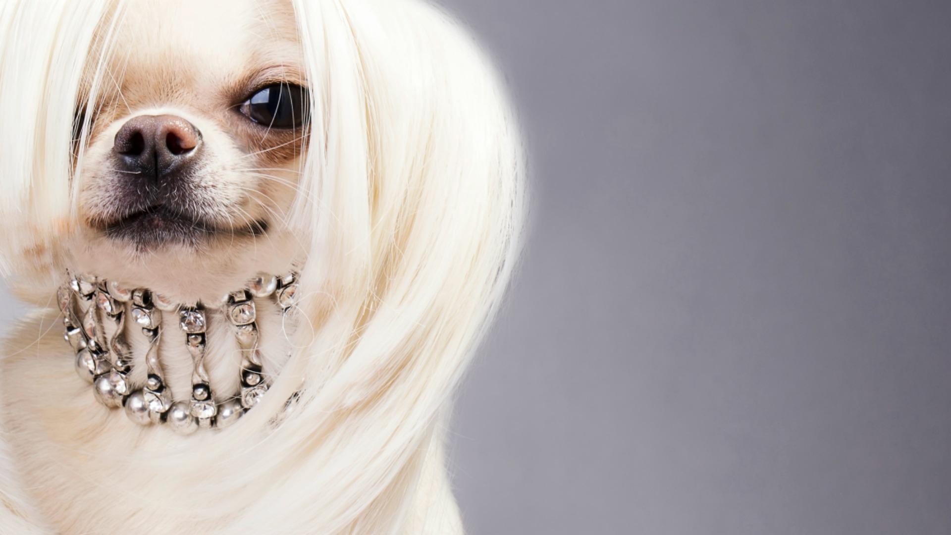 30 Dogs that have better hair than you | Cute Hairstyle | Reckon Talk