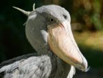 25+ Extraordinary & Prehistoric Animals That Are Still Existing On ...