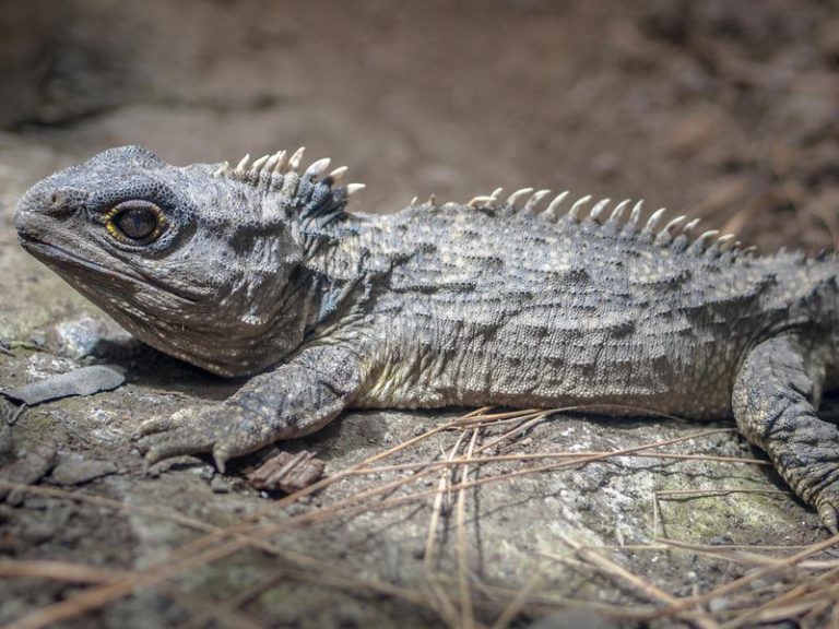 25+ Extraordinary & Prehistoric Animals That Are Still Existing On ...