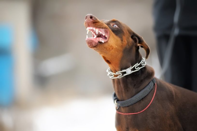 15 World’s Most Dangerous Dog Breeds – Deadly To Be Pet | Reckon Talk