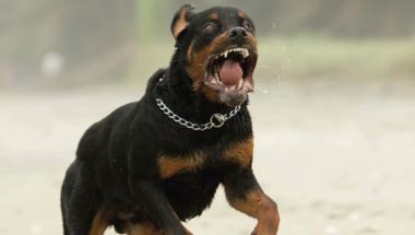 15 Most Dangerous Dog Breeds In World - Be Aware Of These Dogs | Reckon ...