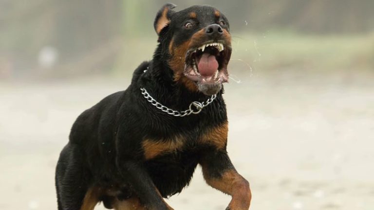 15 World’s Most Dangerous Dog Breeds – Deadly To Be Pet | Reckon Talk