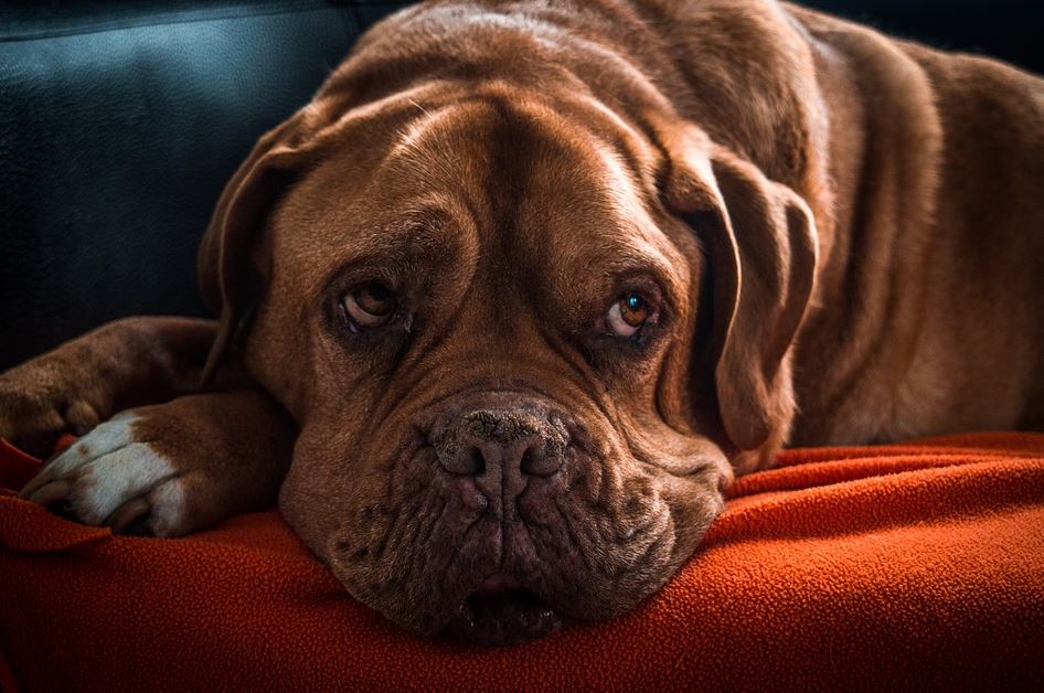 Important Tips for Caring for an Older Pet | Reckon Talk
