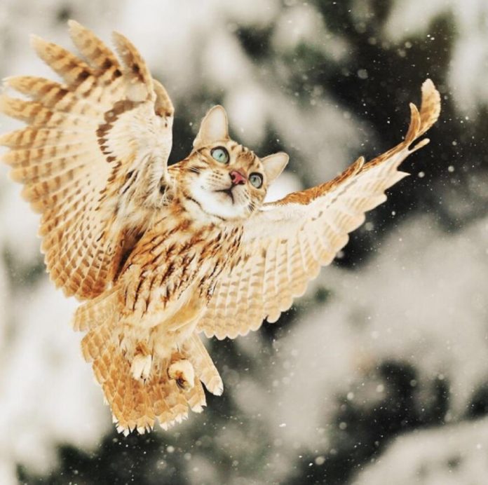 40 Stupidest Animal Hybrids – Only as weird as your imagination ...