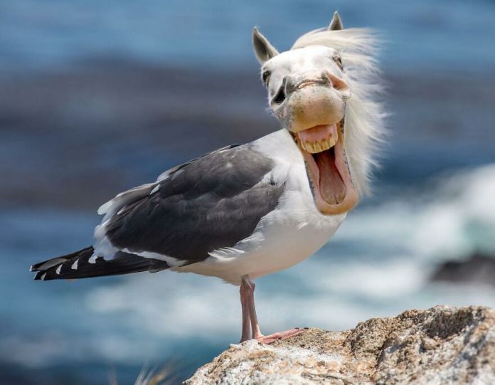 40 Stupidest Animal Hybrids – Only as weird as your imagination ...