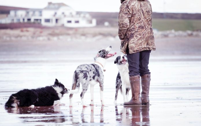 Mishka a Husky is Talkative Like Humans | Most Amazingly It Can Sing ...