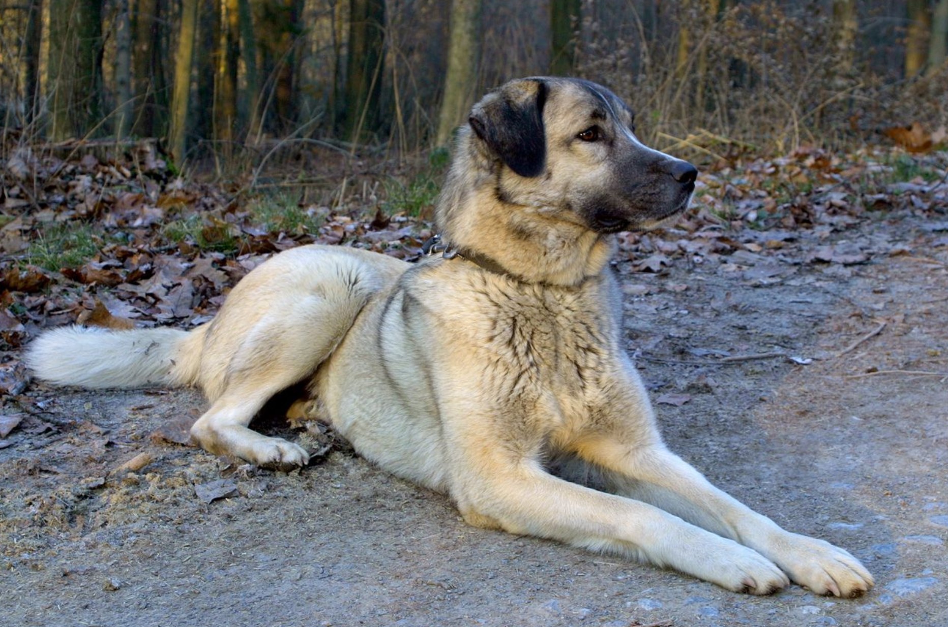 5 Things You Should Know Before Buying a Kangal Dog | Reckon Talk