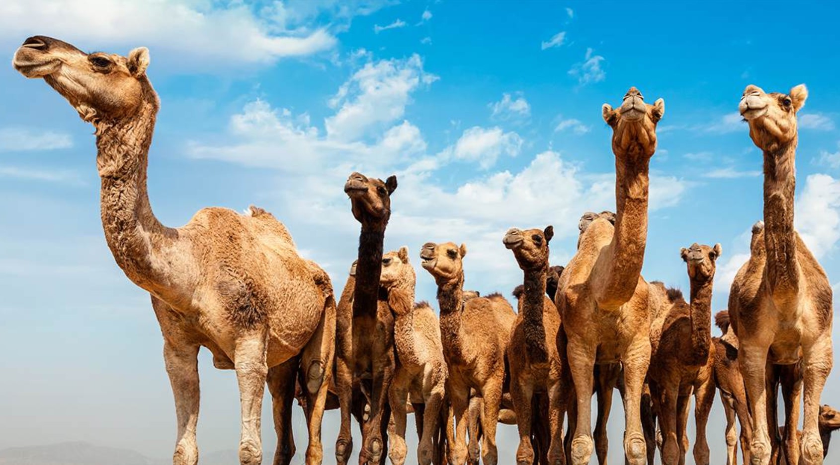 The Camel Corps Experiment: Exploring America’s Unique Military ...