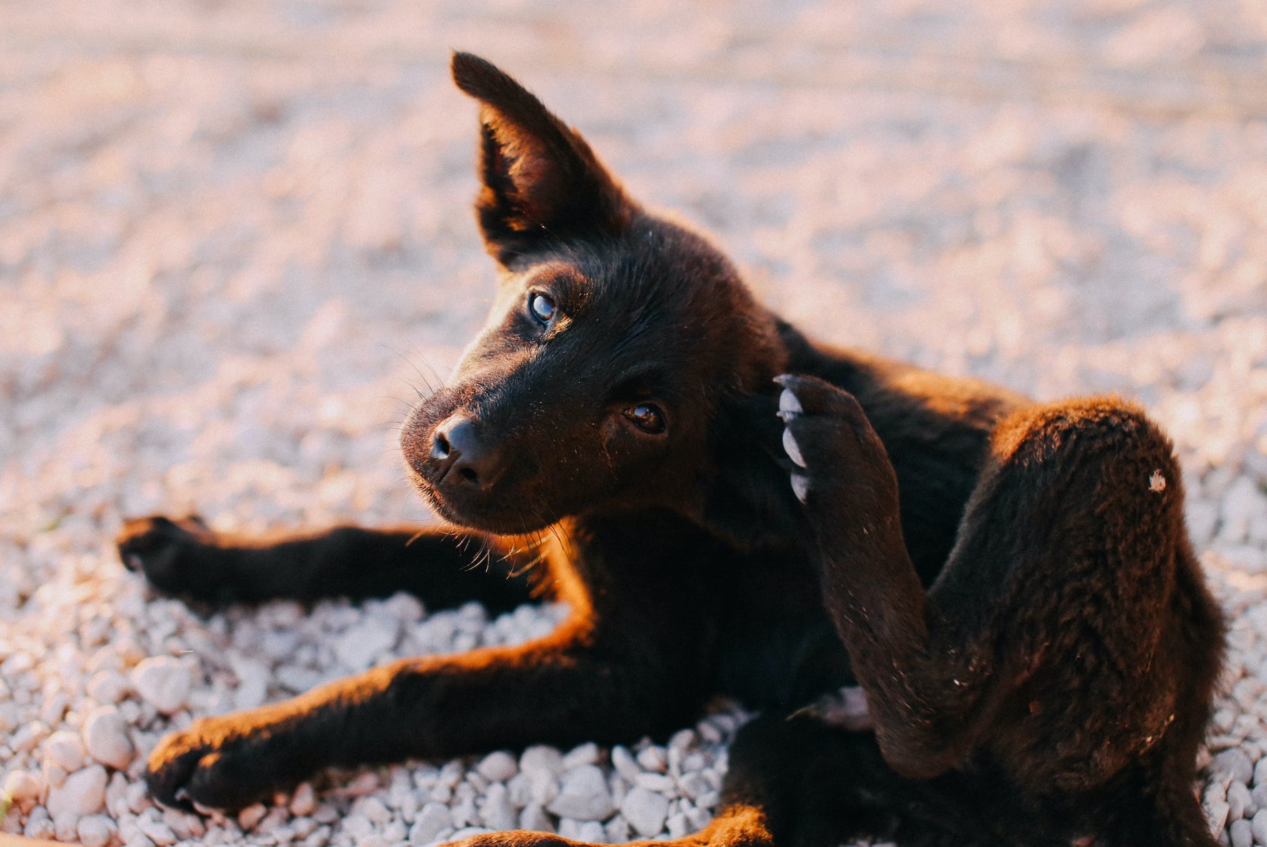 Signs Of a Flea Infestation and Professional Treatment | Reckon Talk