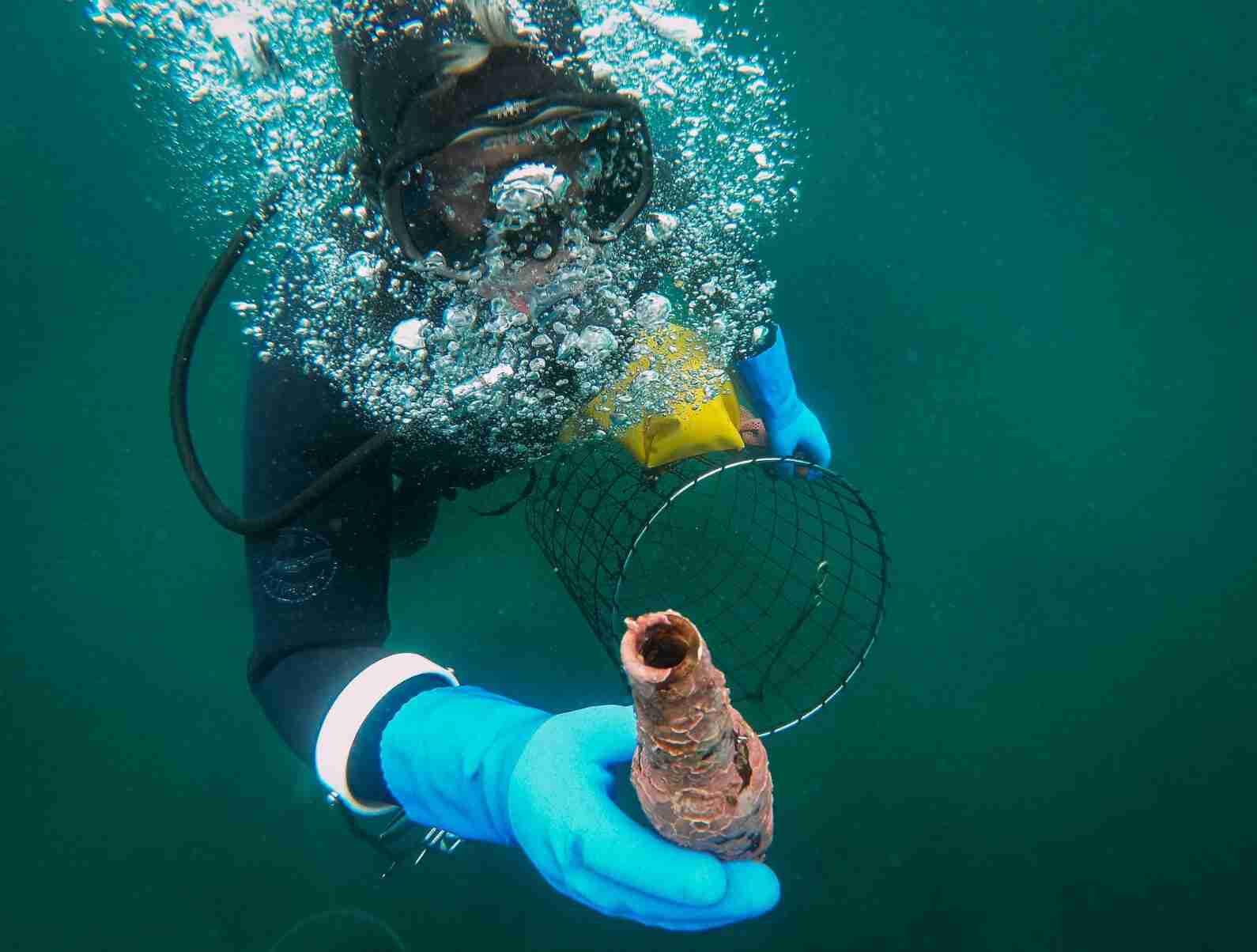 Fluorescent Diving Gear: Enhancing Your Underwater Experience | Reckon Talk