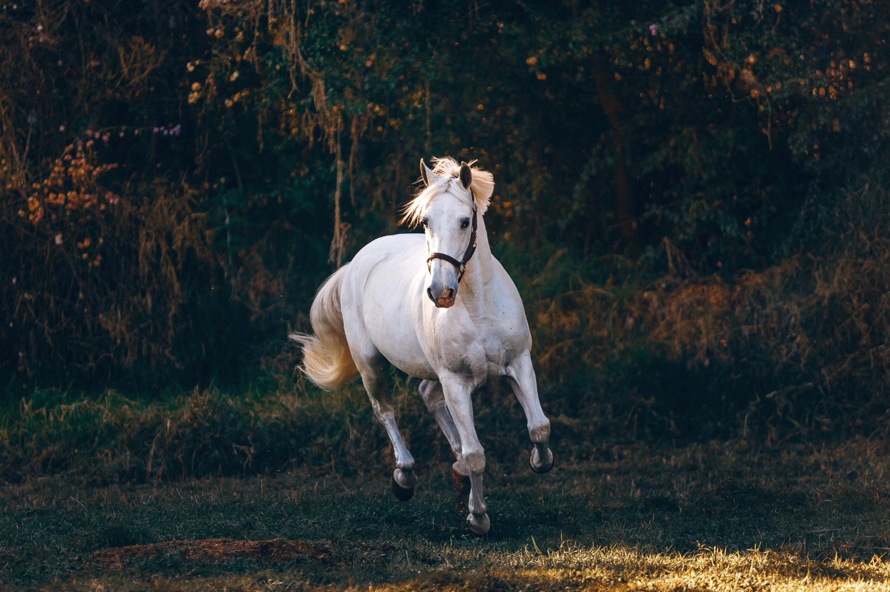 The Science of Speed: How Horses Train for Maximum Performance | Reckon ...